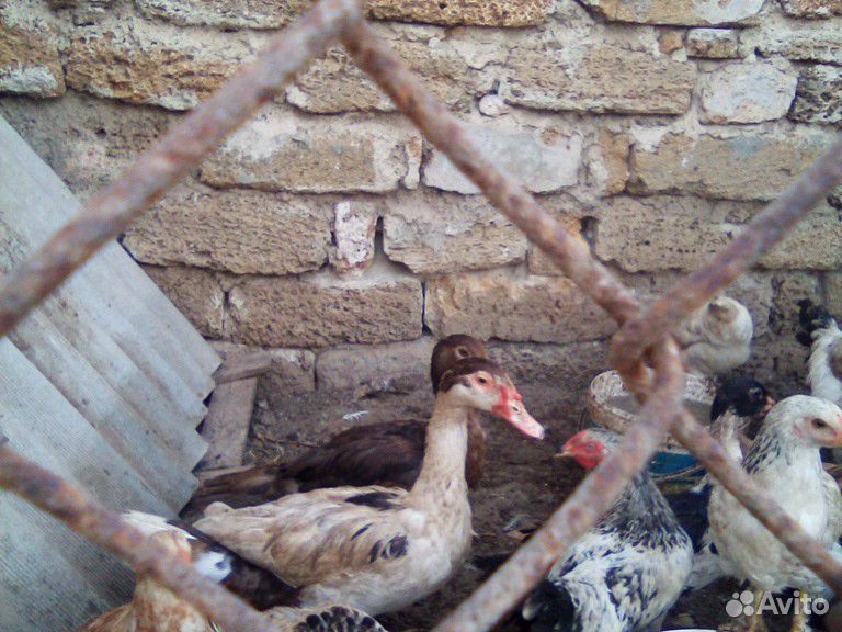 Продам индоутак 3 месяца на племя по размерам почт