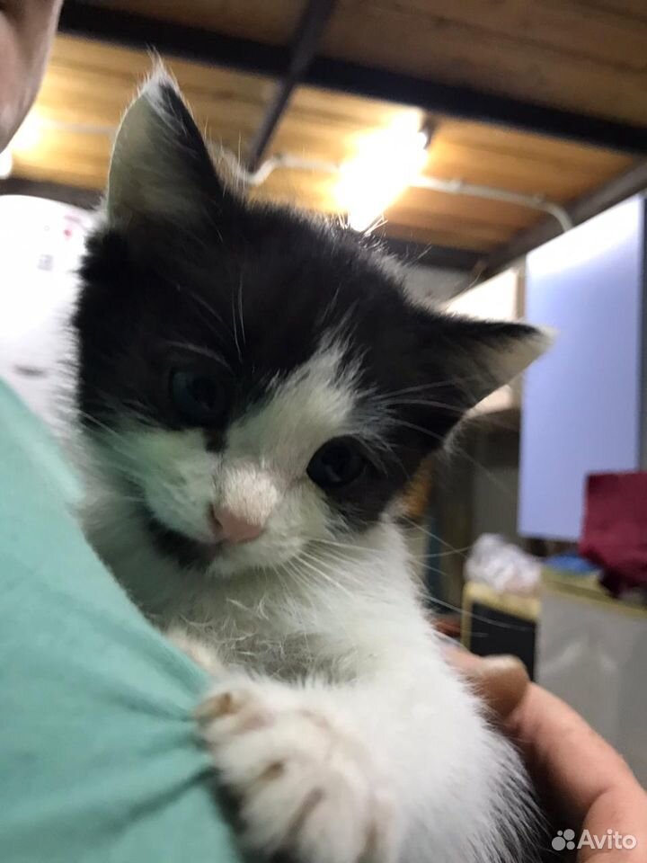 Красавица Леди ищет семью