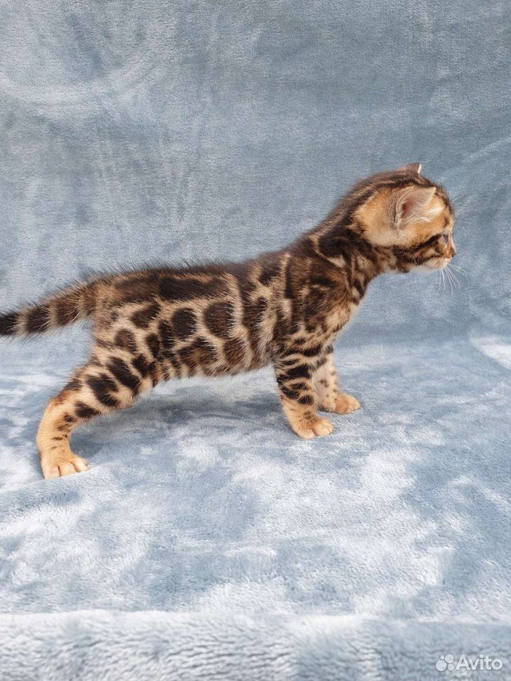 Бенгальские котята