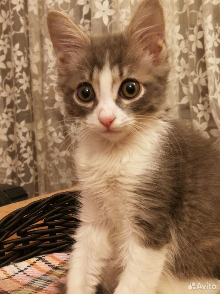 Котёнок в добрые руки - меховой О'Гурчик