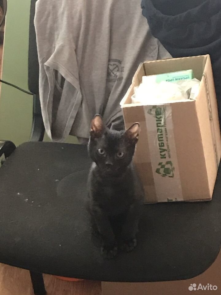 Кошка сфинкс