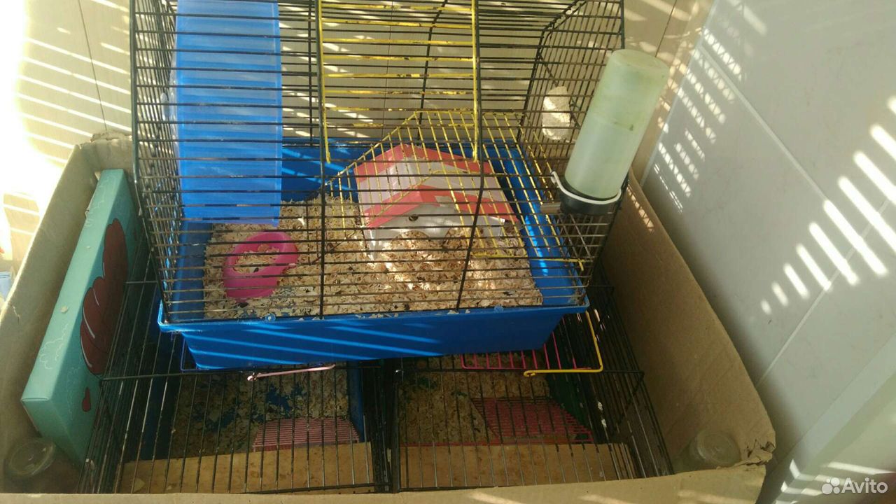 Сирийский хомяк