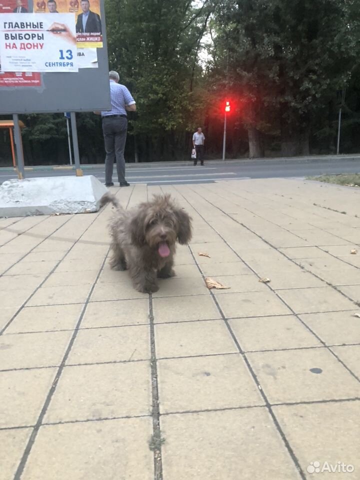 Щенок болонки