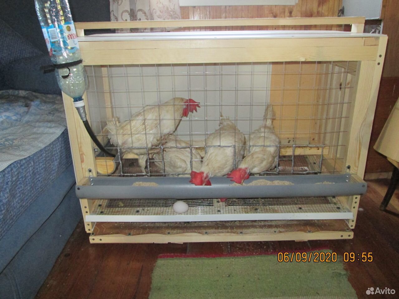 Продам кур несушек