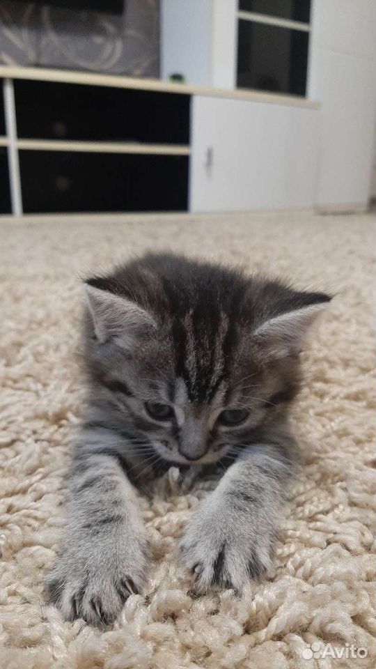 Котята от британки