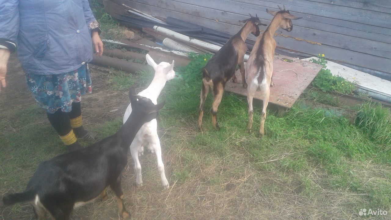 Молодые козочки