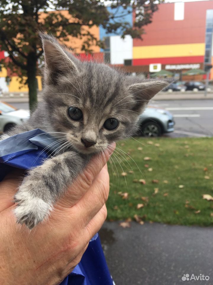 Котёнок
