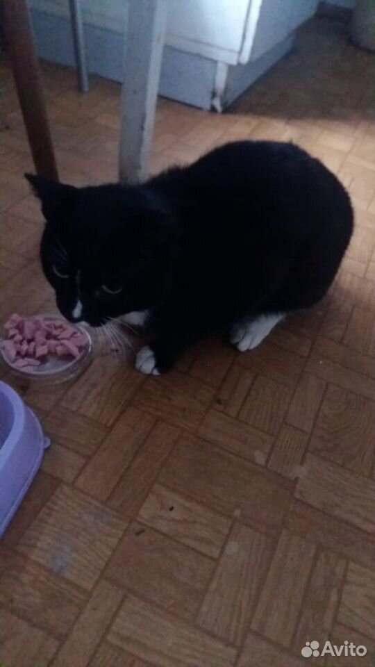 Отдам кота