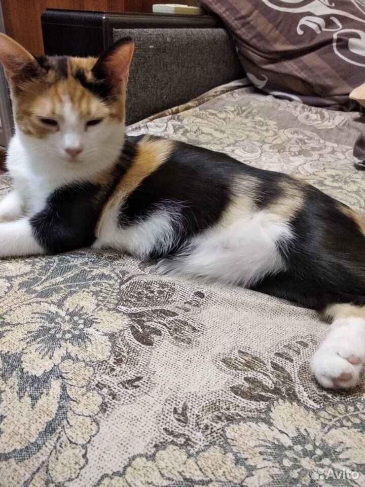 Кошка