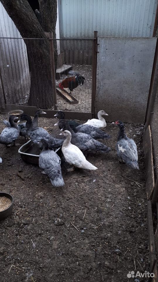 Голубые мускусные индаутки