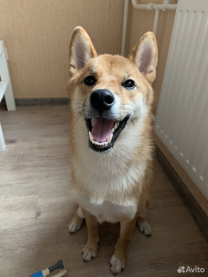 Сиба ину мальчик