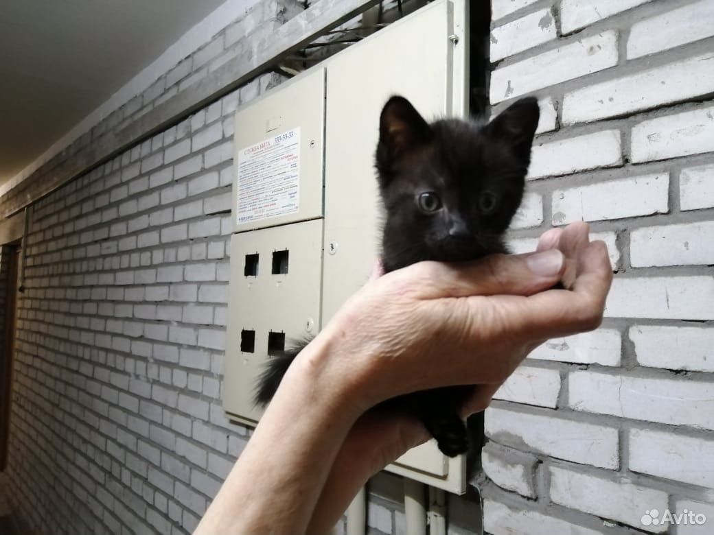 Милый котёнок ищет дом