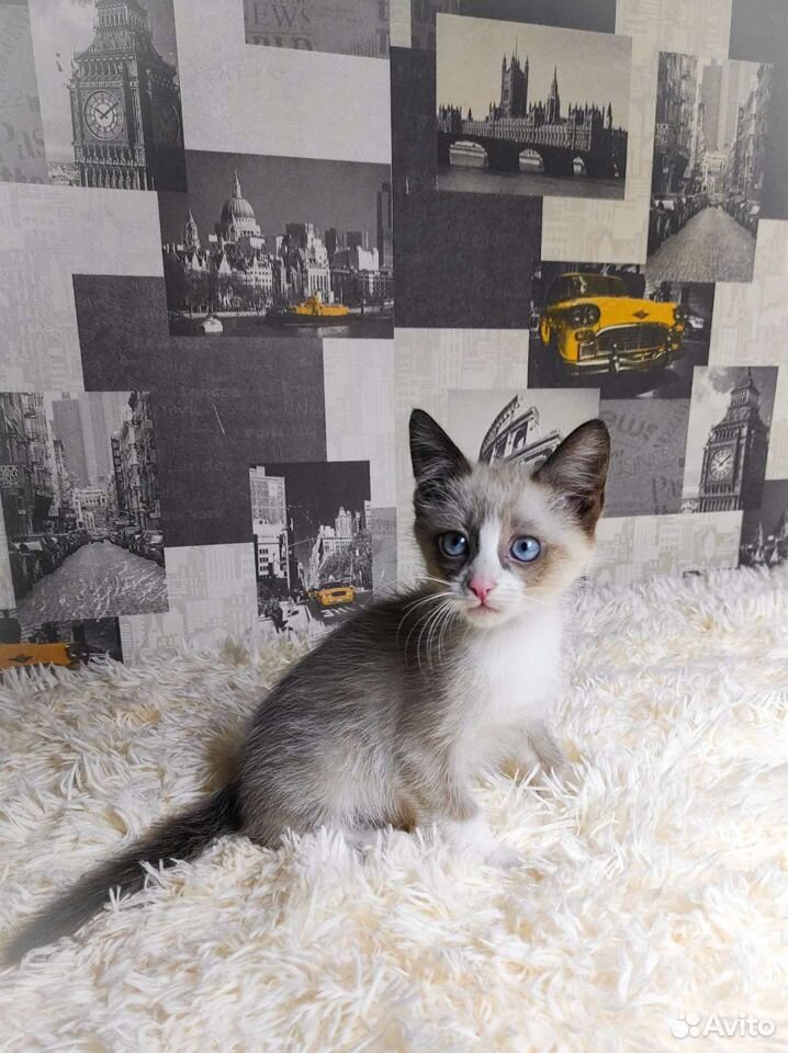 Тайский котик