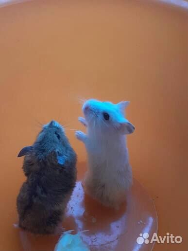 Джунгарские хомяки