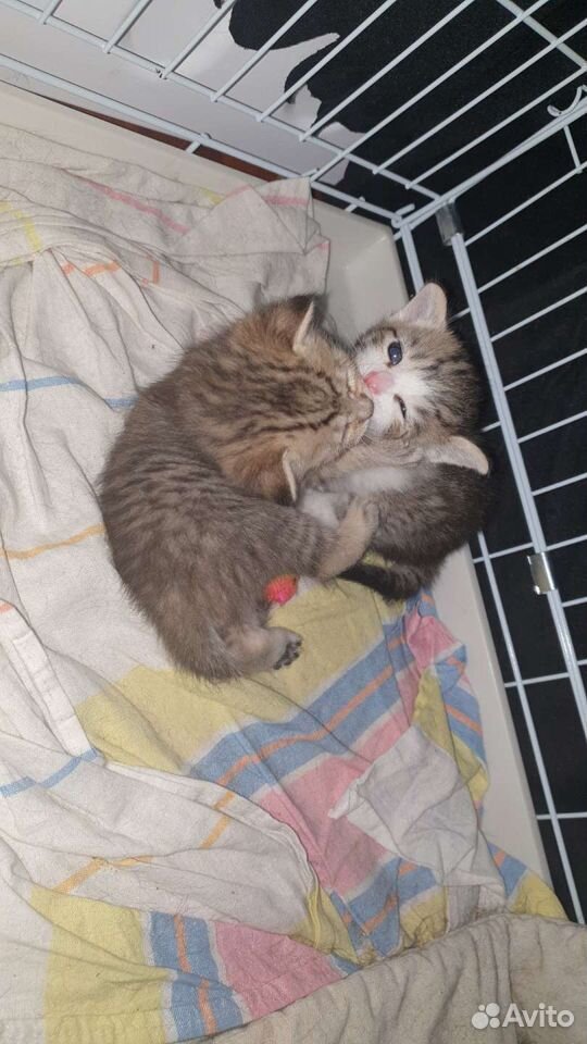 Котята шотландского кота