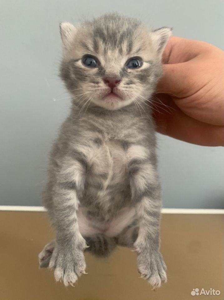 Шотландский котёнок