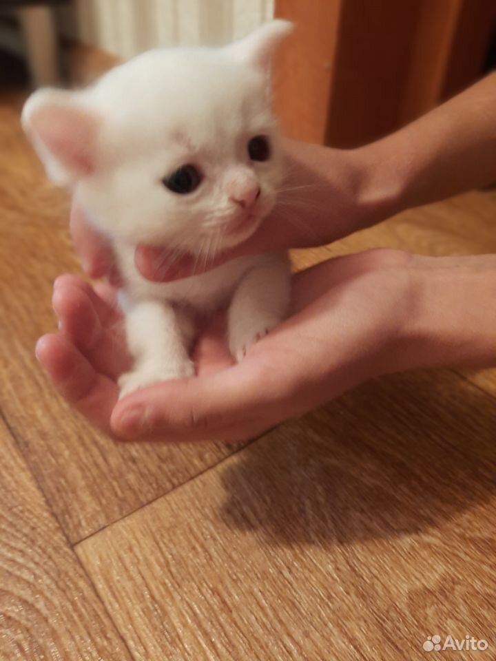 Котёнок