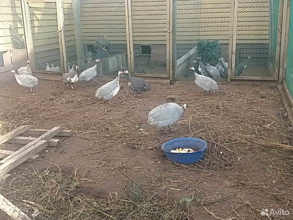 Цесарки несушки