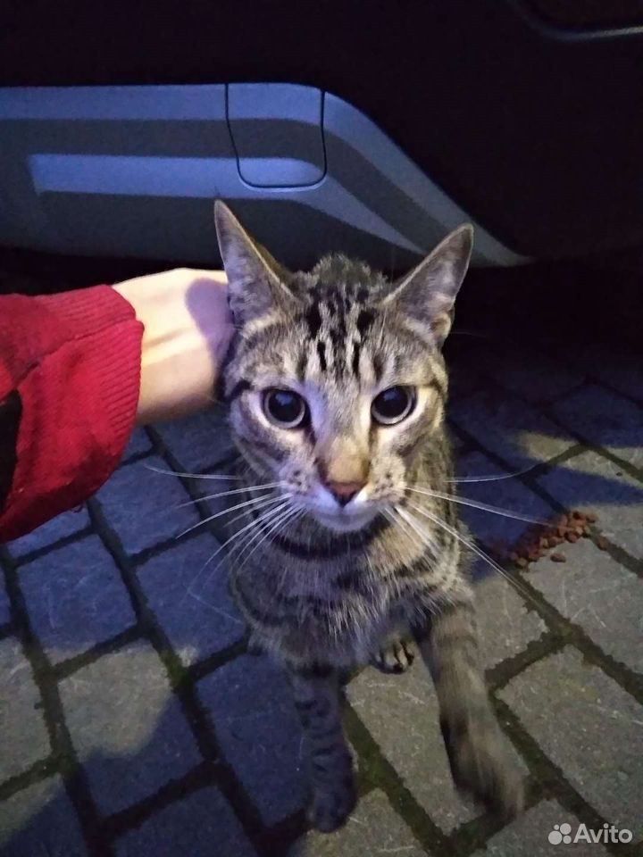 Ласковая кошка потеряшка. 1г, стерилизована