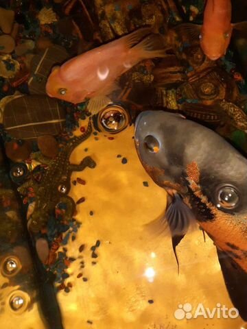 Аквариум полностью укоплектован