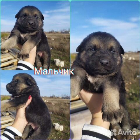 Замечательные дворчики-охранники