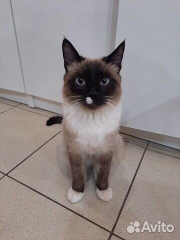Кот молодой бесплатно