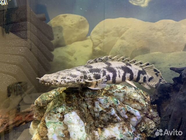 Полиптерус Эндлихера