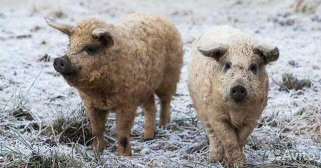 Венгерская мангалица