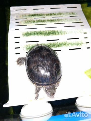 Мускусная черепаха