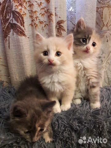 Котята симпатяшки