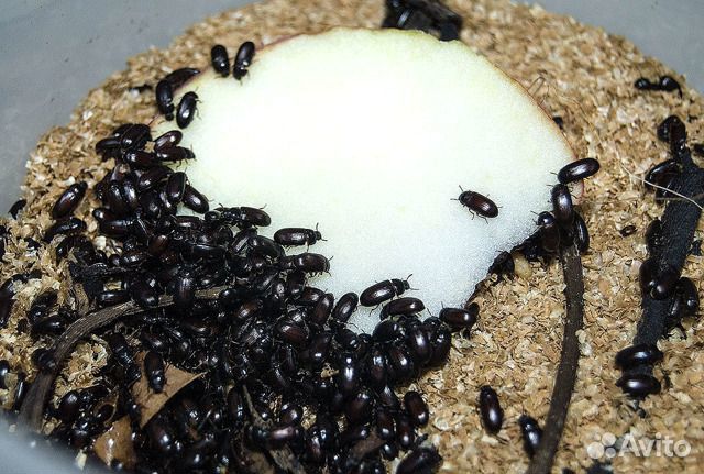 Колония жук-чернотелка (знахарь)