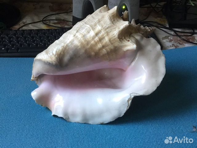 Ракушка