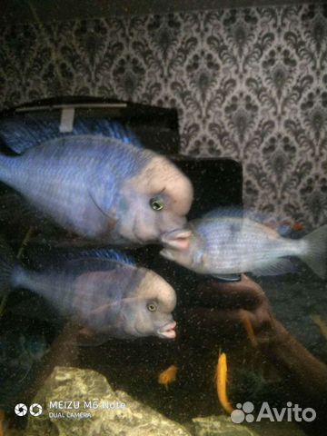 Циртокара Мури