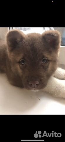 Продам собаку порода Атика,щенок 2месяца