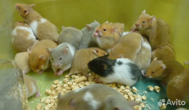 Сирийские Ангорские Хомяки Малыши