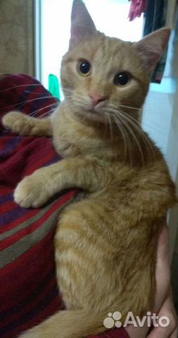 Кошка молодые котики