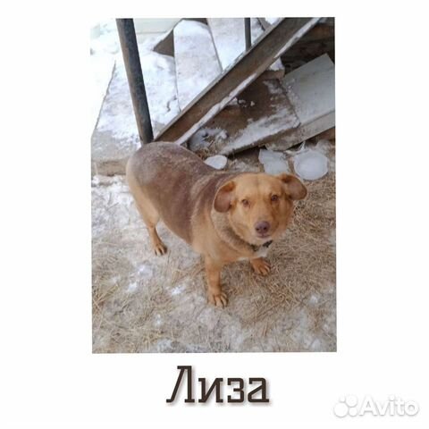 Собака ищет хозяина.Добрая душевная собака улыбака