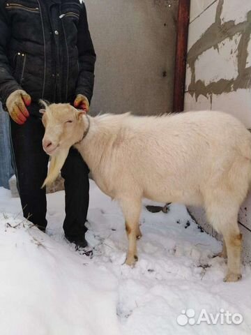 Вязка козел