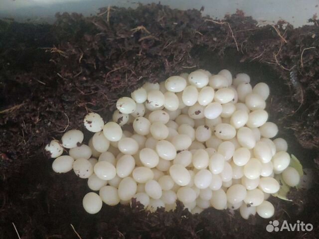 Яица улитки Ахатины