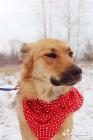 Собака Лиза в добрые руки