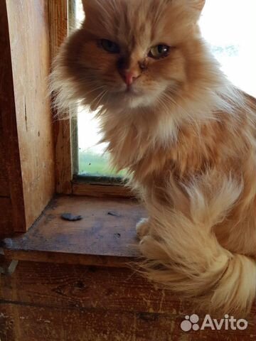 Шикарные киски