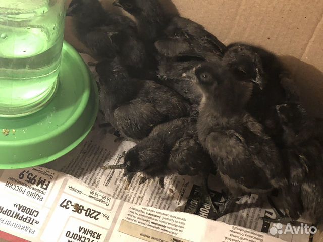 Цыплята Брессгальские и Аям Цемани