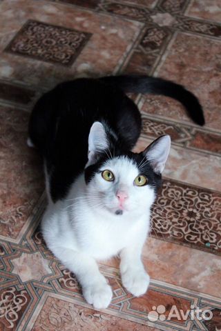 Котик Арамис