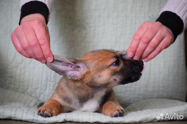 Ищет дом щенок мелкой Собачки Феня