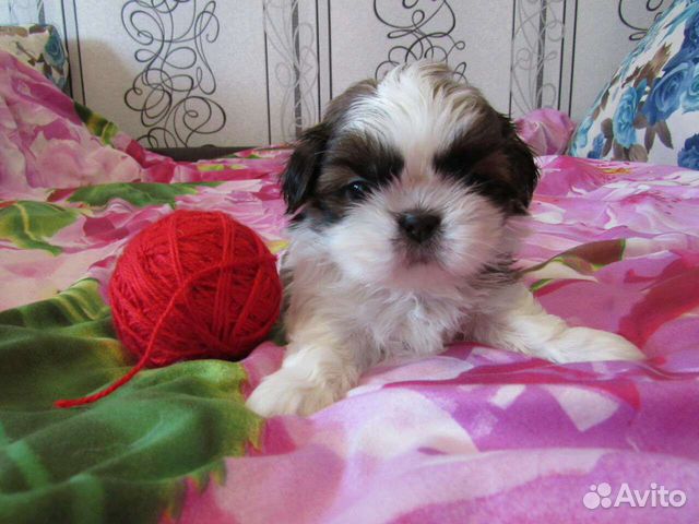 Сладкие,ласковые няшки преданно ждут своих мама и