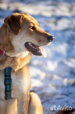Метис Ретривера и гончей собака Джуди