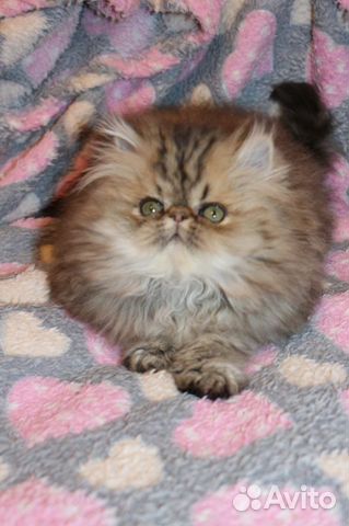 Продается персидский котенок