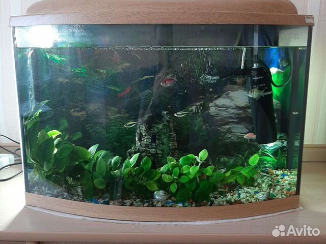 Аквариум