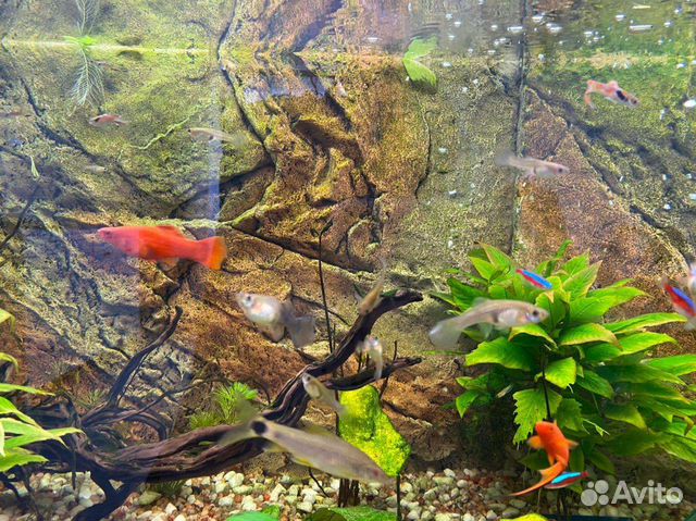 Аквариумная вода, для запуска аквариума и полива р