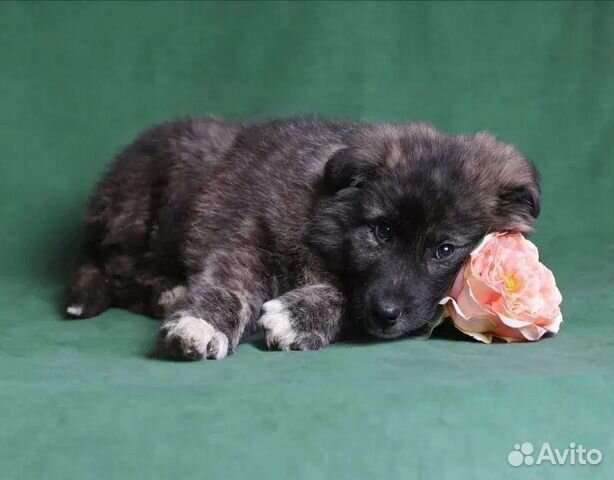 Отдам щенка